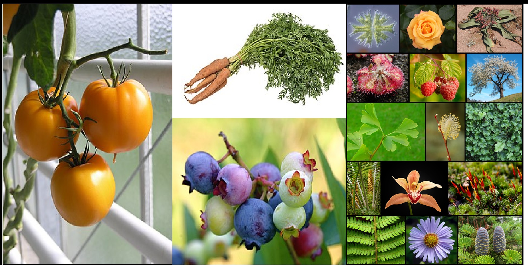 La botánica estudia las plantas y su importancia en el mundo natural