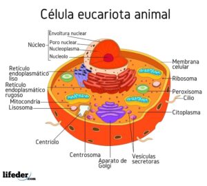 La célula eucariota y su importancia en el desarrollo de la vida ...