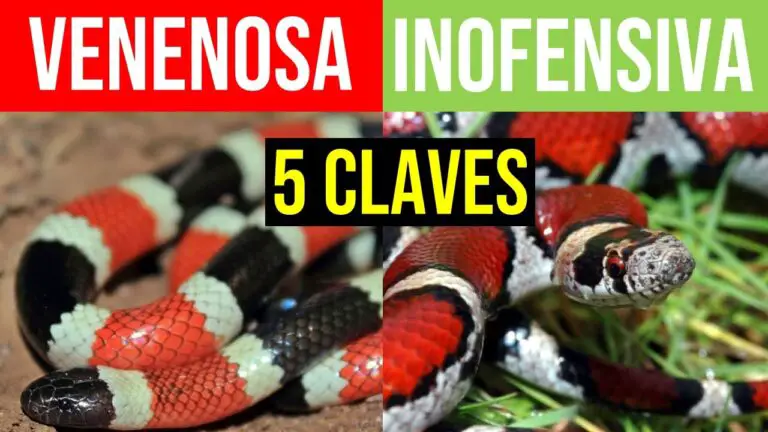 La Coralillo Venenosa y Falsa Su Importancia y Diferencias Claves