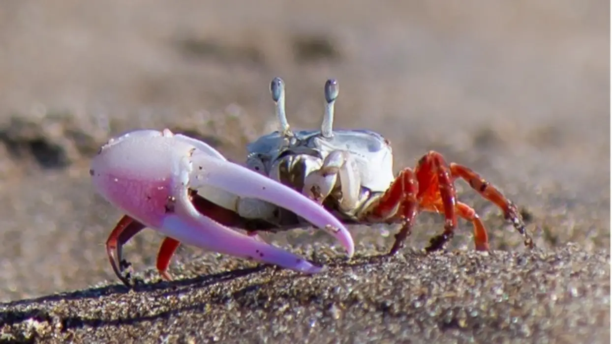 La Diversidad y Ecología de los Crustáceos en Nuestros Ecosistemas