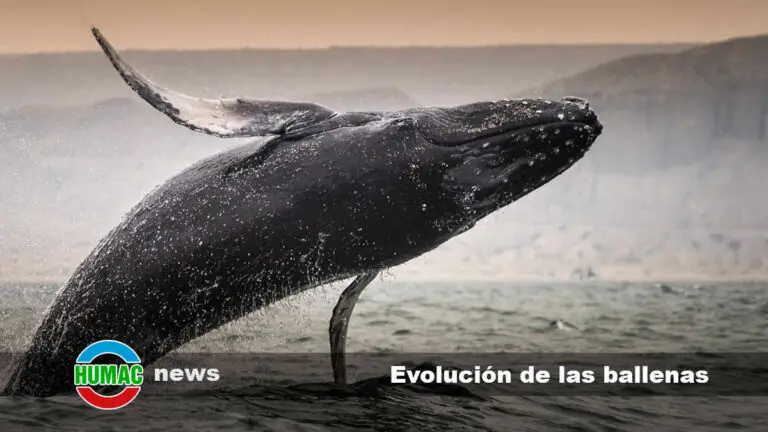 La evolución de la ballena y su fascinante historia en los océanos