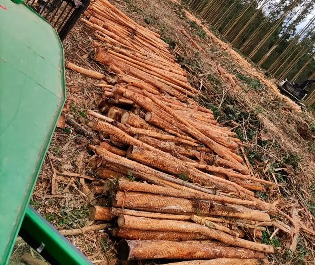 La explotación forestal y su impacto en el medio ambiente y la economía