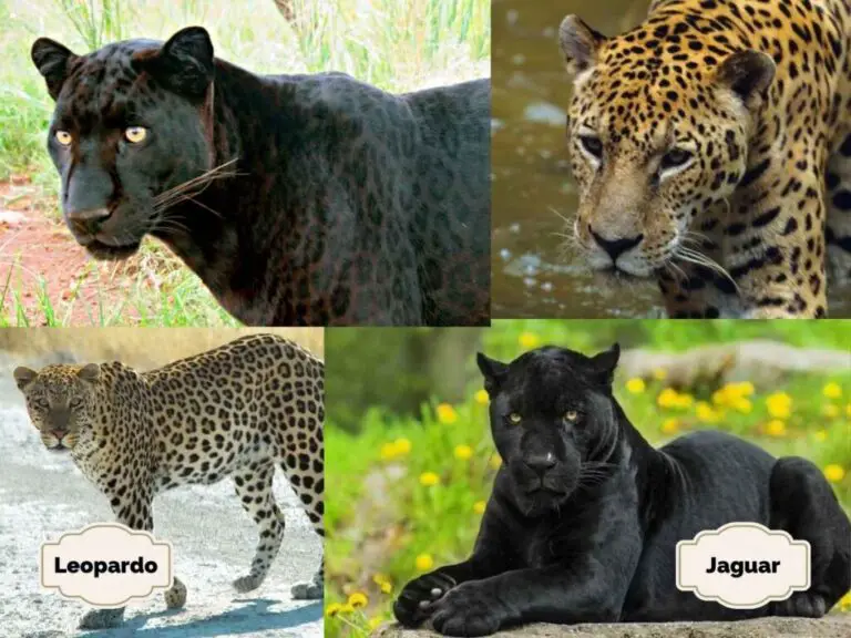 La fascinante comparación entre el leopardo y el jaguar en el mundo felino