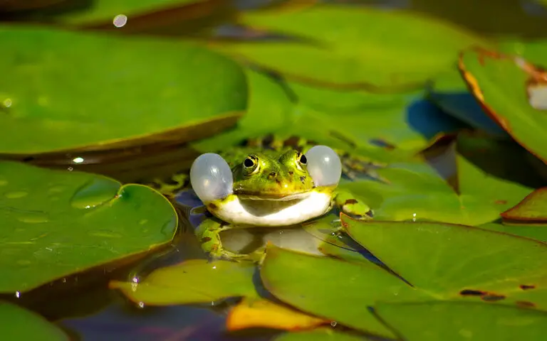 La fascinante vida de la rana y el sapo y sus diferencias más sorprendentes