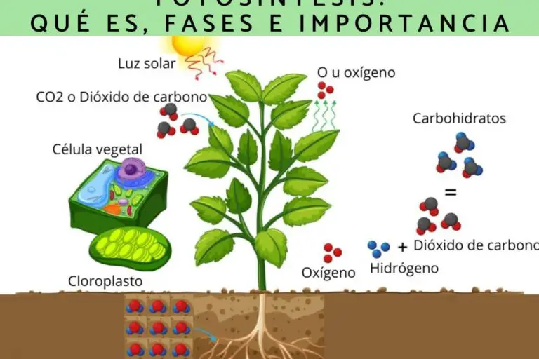 La fase luminosa de la fotosíntesis es fundamental para la producción ...