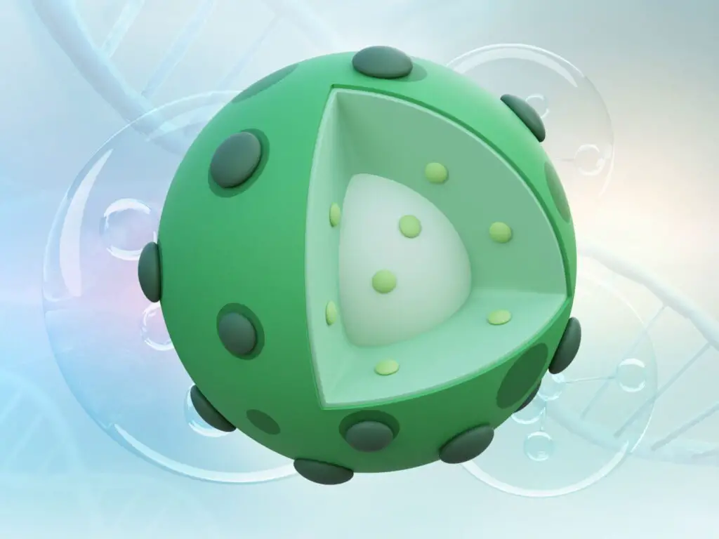 La función de los lisosomas en la célula y su importancia en los ...