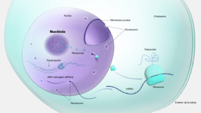 La función del nucleolo y su importancia en la célula