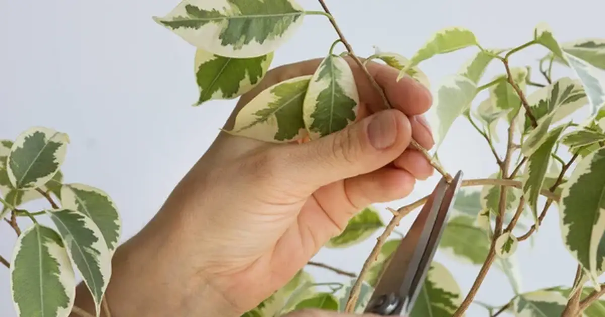 La guía completa sobre cómo podar un ficus correctamente para su mejor ...
