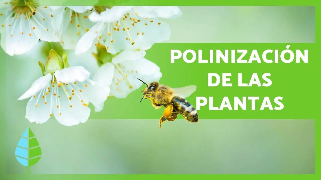 La importancia de las brácteas en las plantas y su rol en la polinización