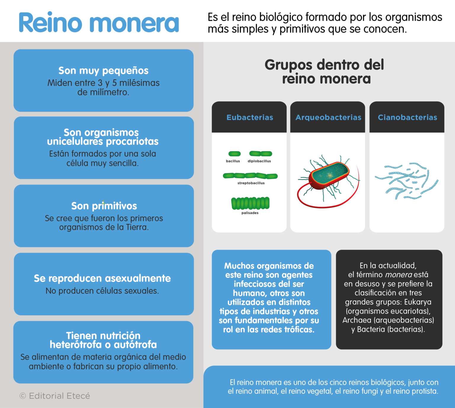 La Importancia y Características del Reino Monera en el Mundo Biológico
