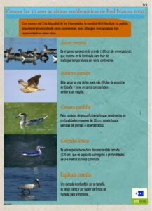 La Importancia y Diversidad de las Aves Acuáticas en Nuestros Ecosistemas