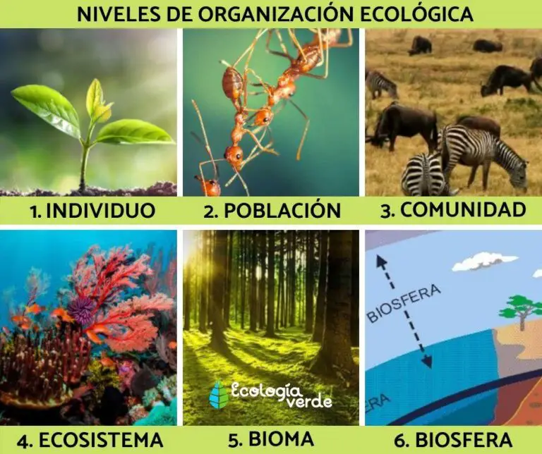 La Interrelación entre Población Comunidad Ecosistema Bioma y Biosfera ...