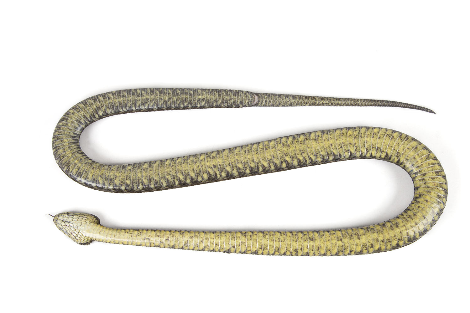 La longitud promedio de las serpientes y su variabilidad según la especie