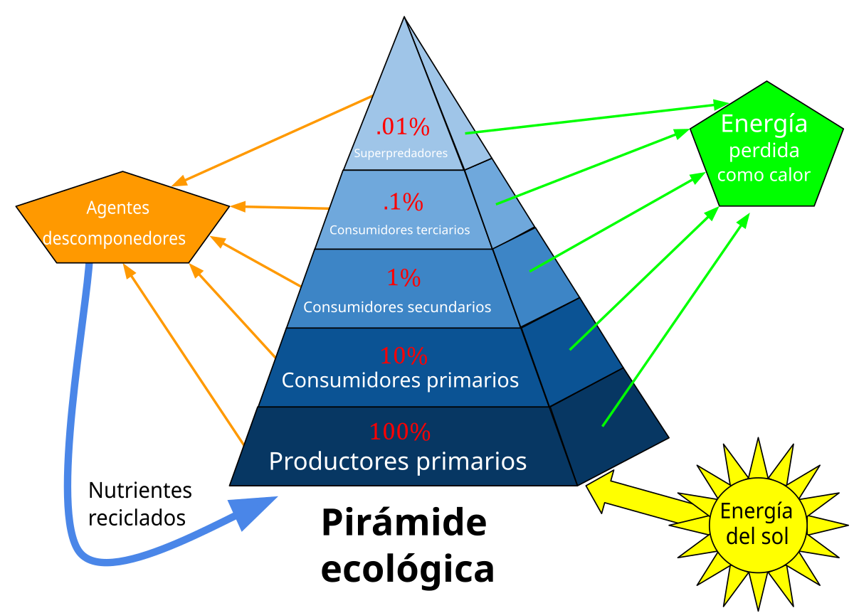 La pirámide ecológica es fundamental para comprender el equilibrio en ...