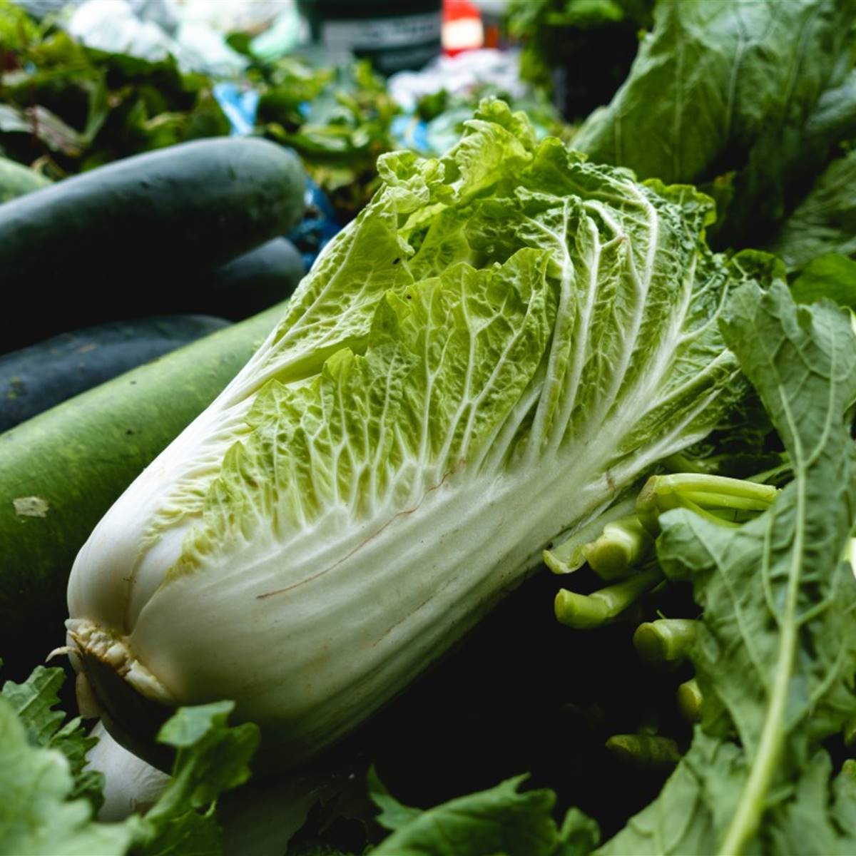 La planta que parece lechuga y sus sorprendentes características