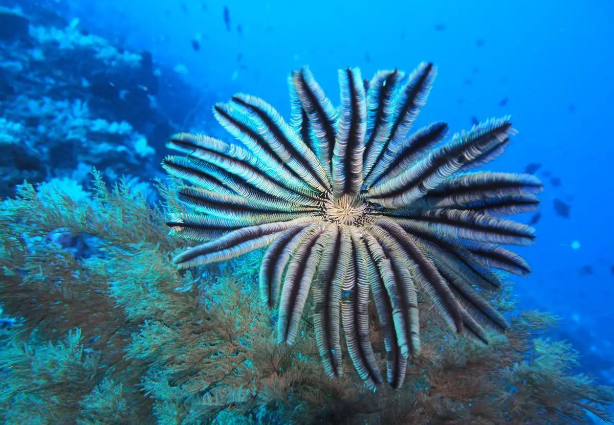 La pluma de mar es un organismo fascinante que habita en nuestros ...