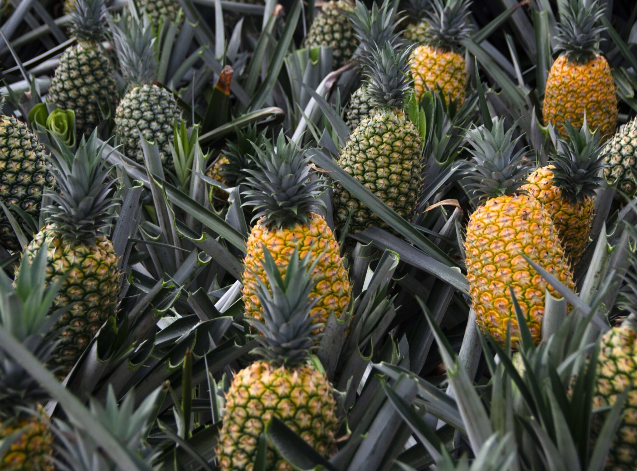 La producción de piñas en las plantas y cuántas frutos da cada planta