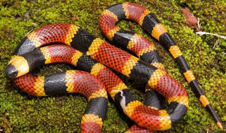 La serpiente coral venenosa y su impostora la serpiente coral falsa