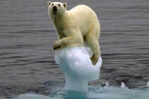 La situación actual del oso polar y su inminente peligro de extinción