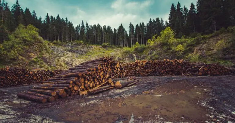 La tala inmoderada y su impacto significativo en el medio ambiente y la ...