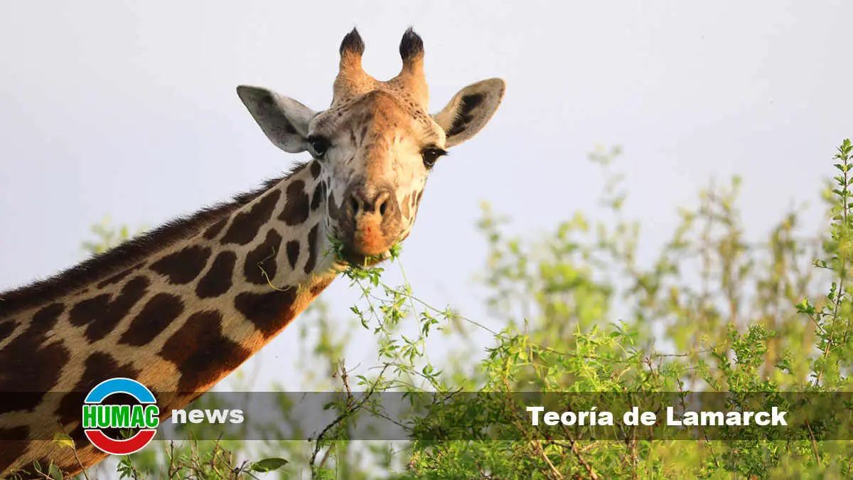 La Teoría de Lamarck y su Impacto en la Comprensión de la Evolución