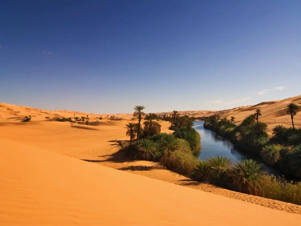La vegetación del desierto es un ecosistema único que revela ...