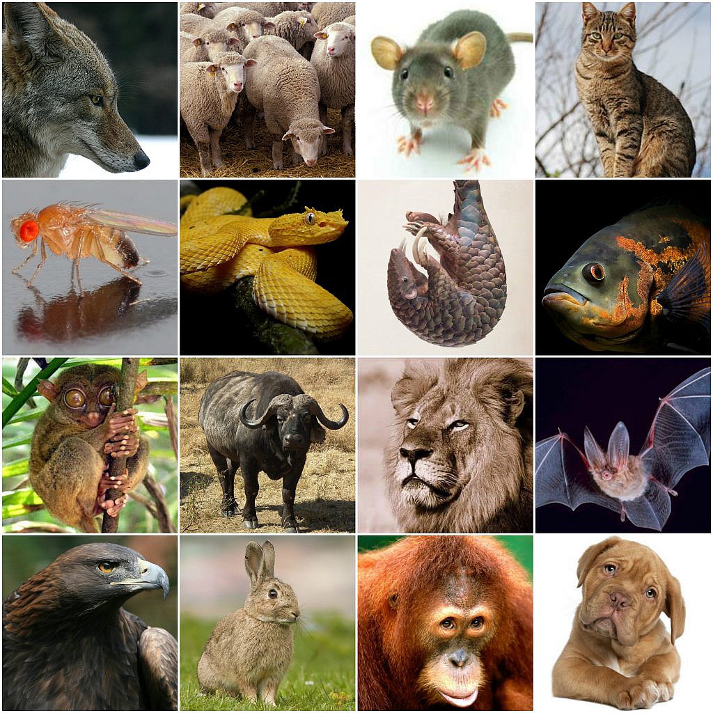 La Zoología es una Ciencia Fundamental para Entender la Vida Animal