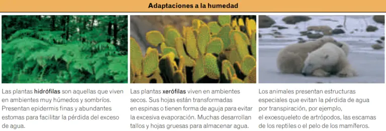 Las adaptaciones ecológicas son claves para la supervivencia de las ...