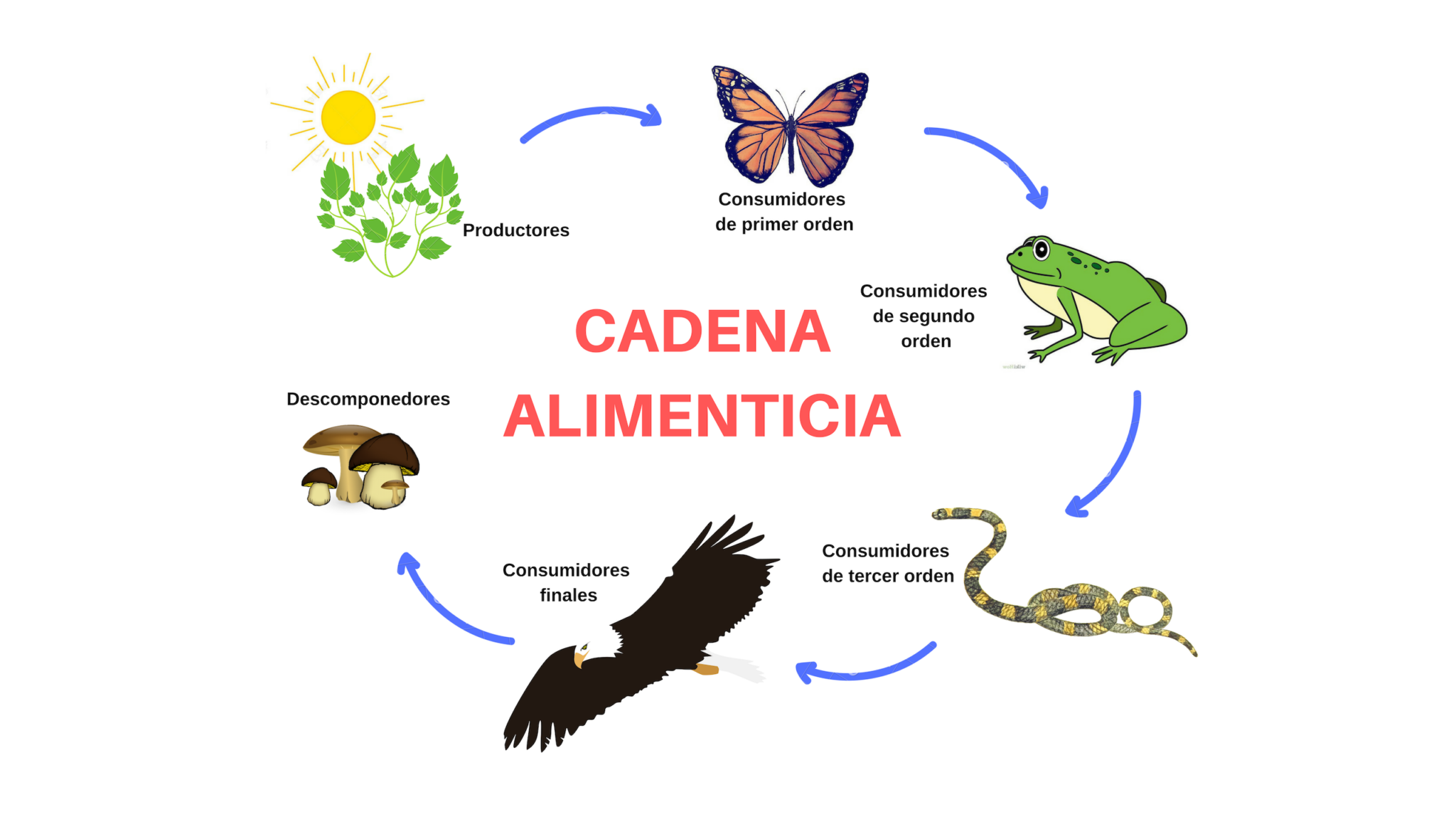 Las Cadenas Alimentarias de Animales y su Importancia en el Ecosistema