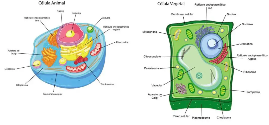 Las Células Animales y Vegetales Son Elementos Fundamentales En La Vida