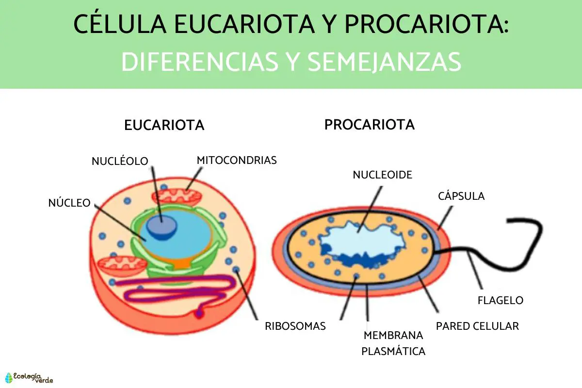 Las diferencias clave entre procariontes y eucariontes que debes conocer