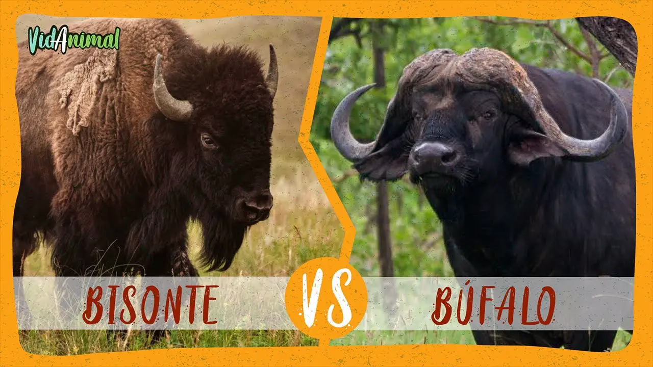 Las diferencias y similitudes entre el búfalo y el bisonte en el ecosistema