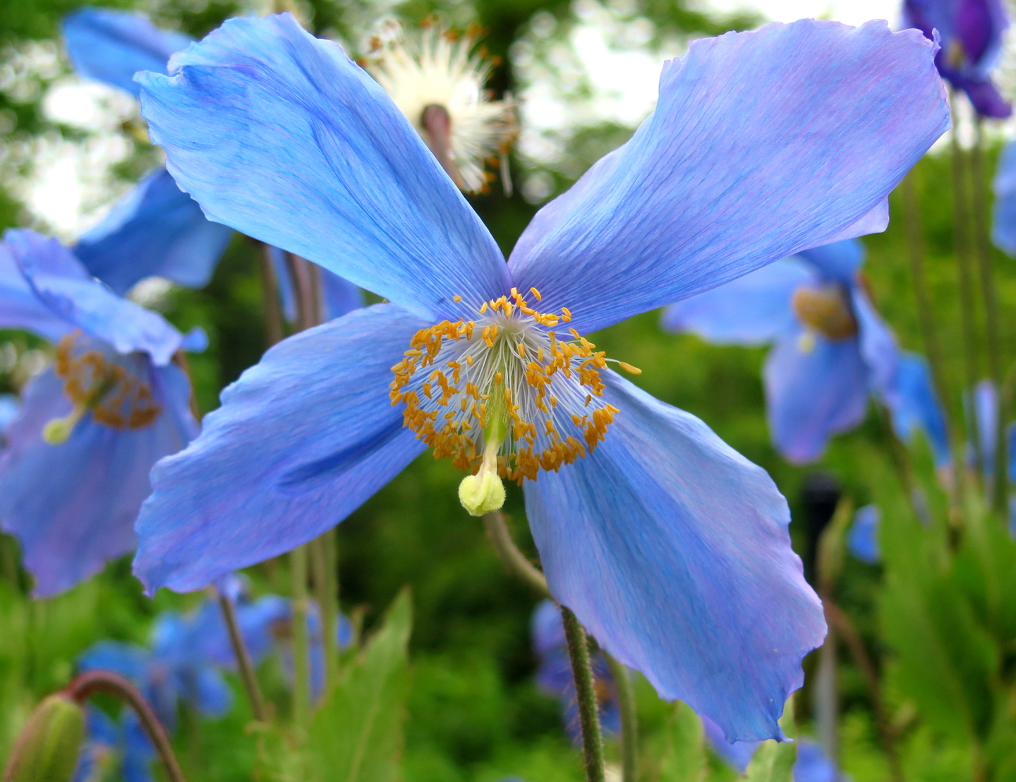 Las flores de color azul son una maravilla natural que encantan a todos