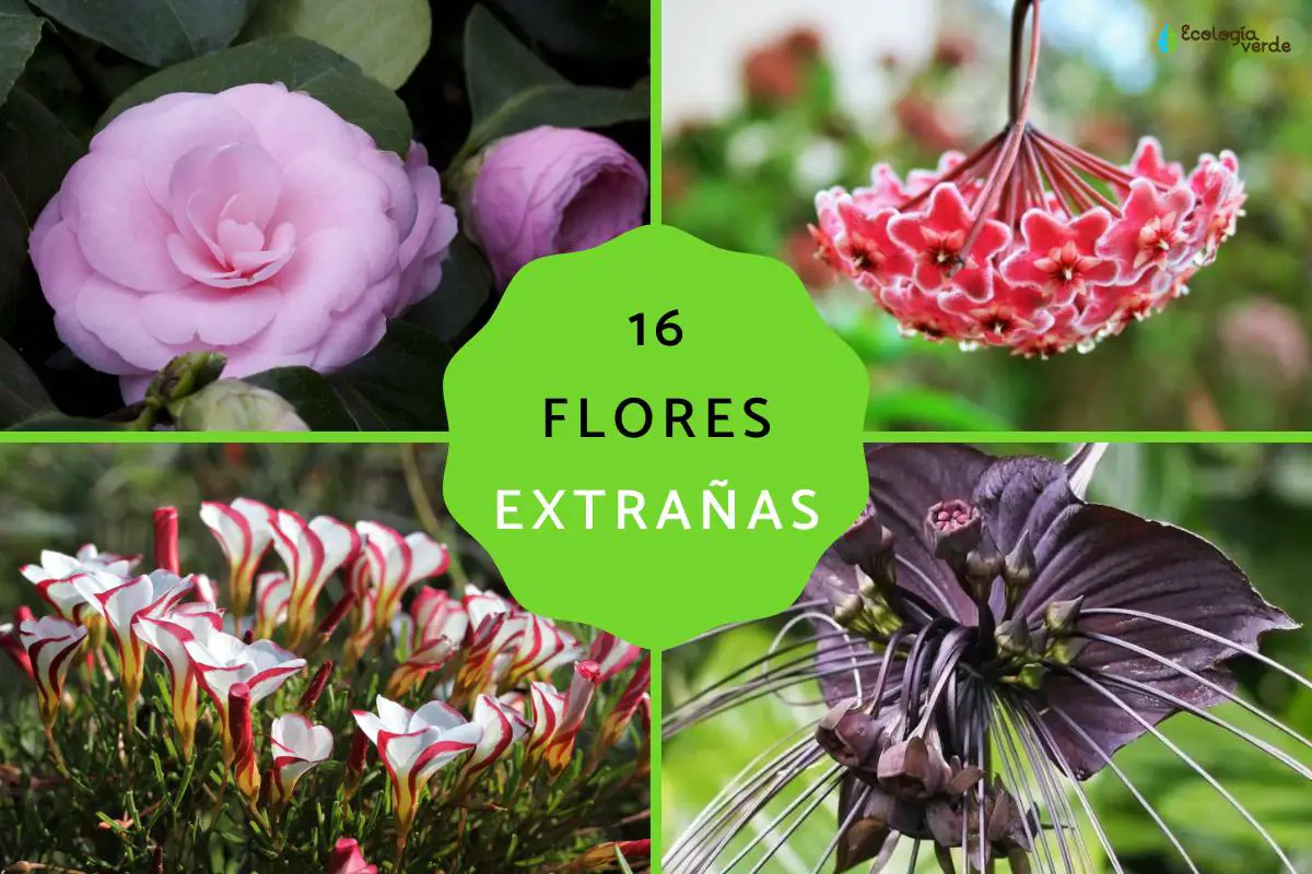 Las Flores Más Feas del Mundo y su Verdadera Belleza Interior