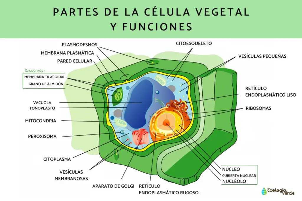 Las imágenes de una célula vegetal y su importancia en la biología celular