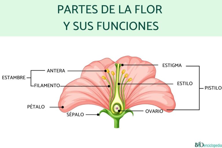 Las partes de una flor y su función en la reproducción y ...