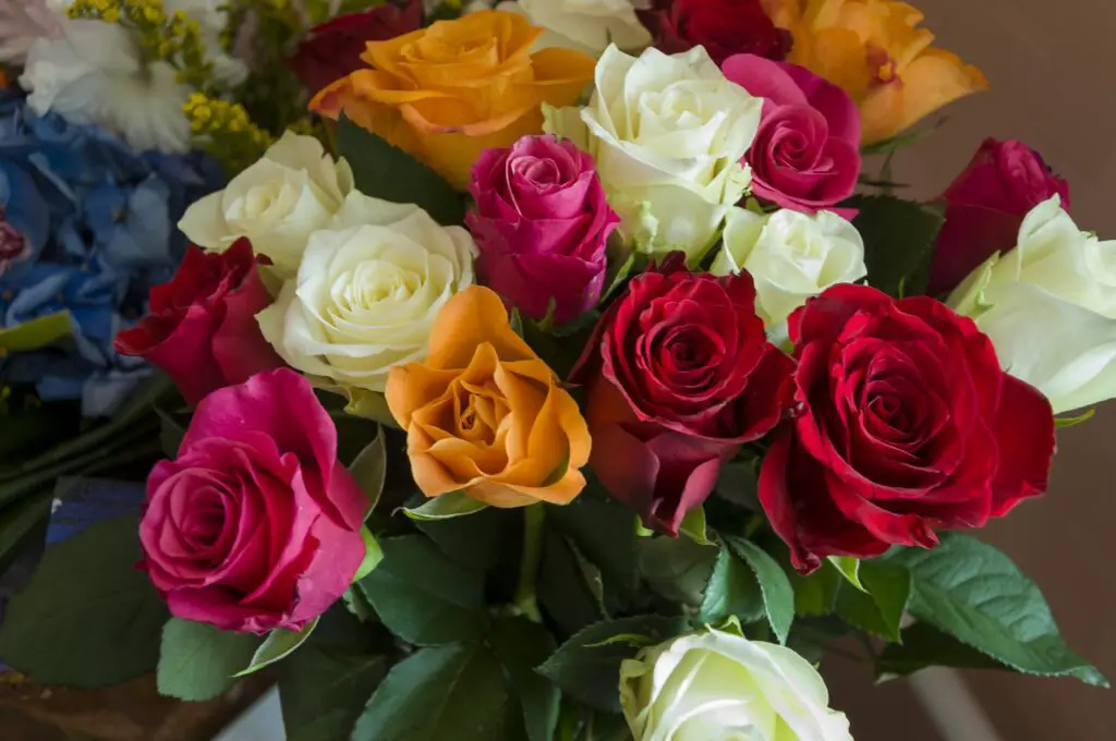 Las rosas moradas son flores extraordinarias que simbolizan el misterio ...