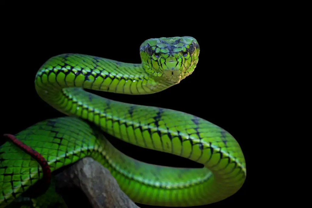 Las serpientes tienen huesos y son seres fascinantes del reino animal