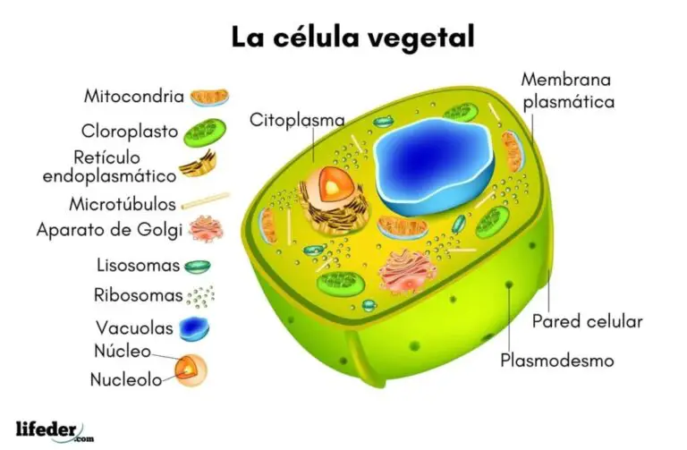 Los amiloplastos son orgánulos celulares fundamentales en la energía ...