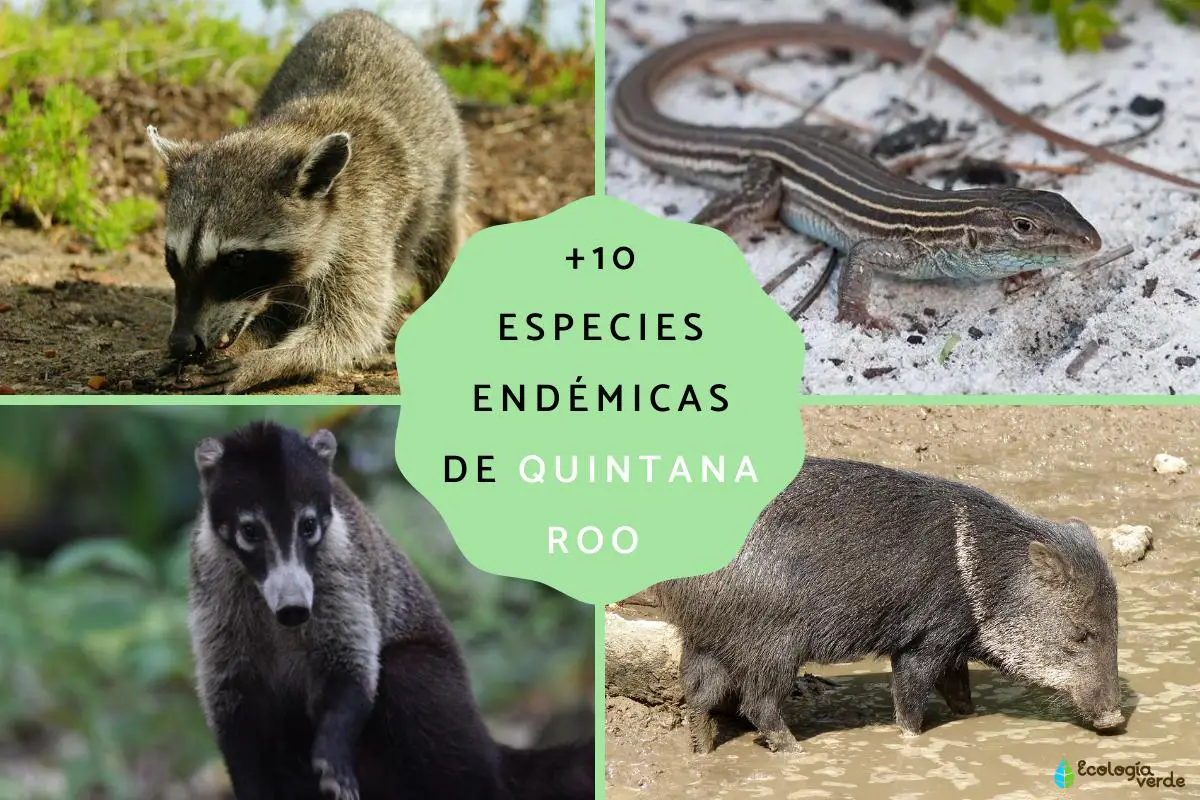 Los animales endémicos de Quintana Roo y su importancia en el ecosistema
