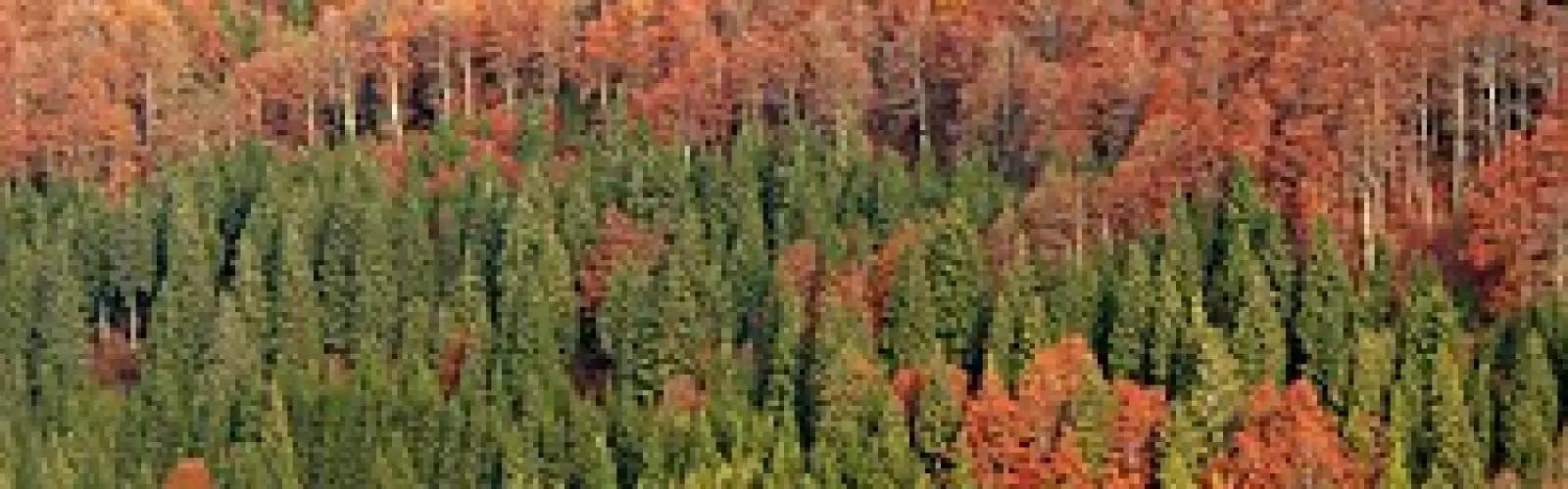 Los bosques mixtos representan un ecosistema esencial para la ...