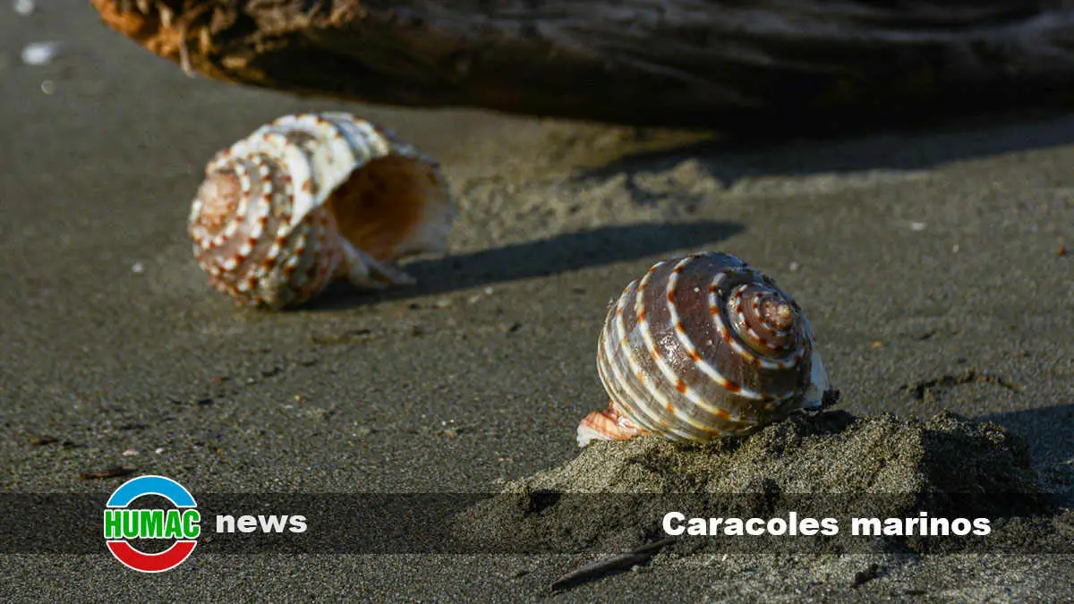 Los caracoles marinos son criaturas fascinantes que habitan en el océano