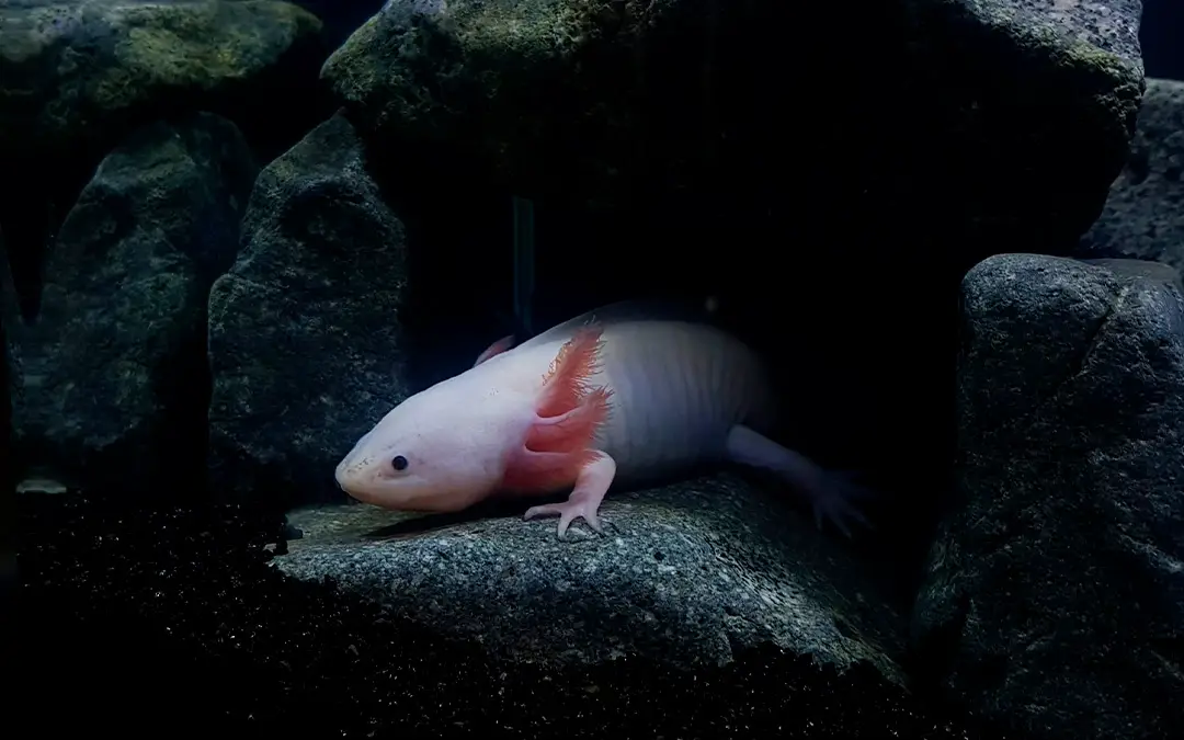 Los datos curiosos del ajolote que debes conocer para entender su ...