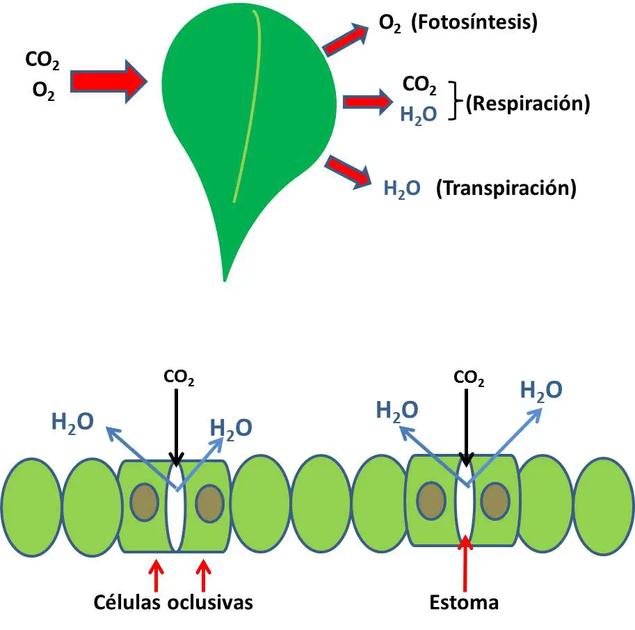 Los estomas son una parte crucial del sistema de transporte de las plantas
