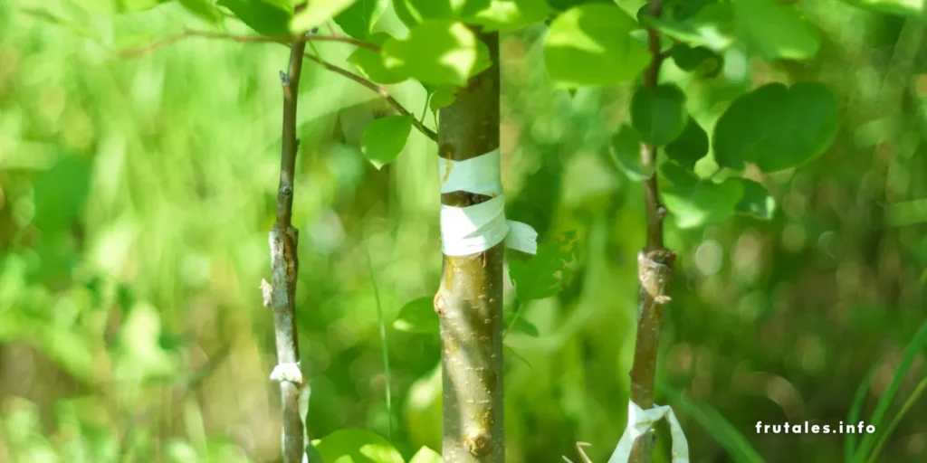 Los injertos de árboles frutales son una técnica fundamental para ...