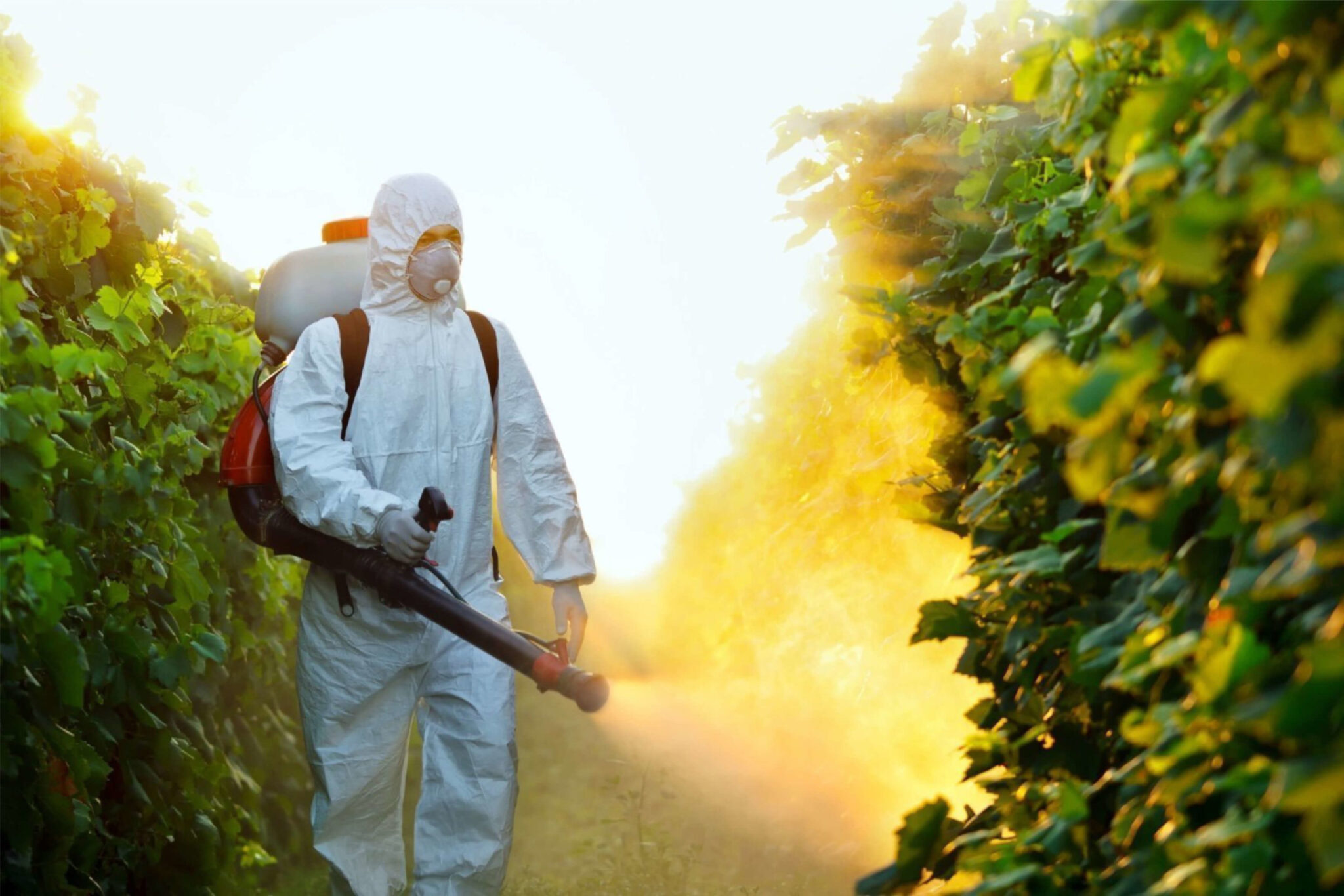 Los insecticidas: su importancia, tipos y aplicaciones efectivas en la ...
