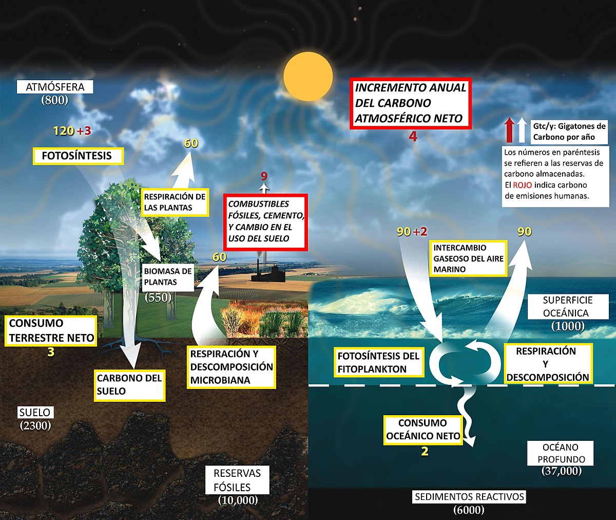 Los organismos autotrofos son fundamentales para el equilibrio ...