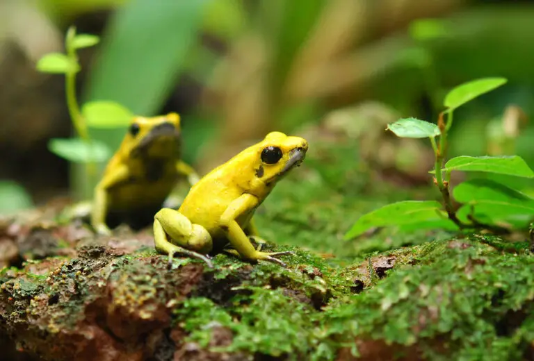 Los sapos venenosos son criaturas fascinantes que nos enseñan sobre la ...