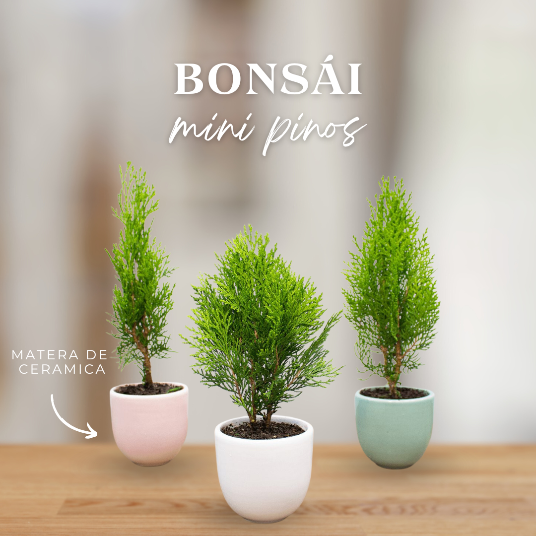 Todo lo que necesitas saber sobre el mini pino como planta de interior