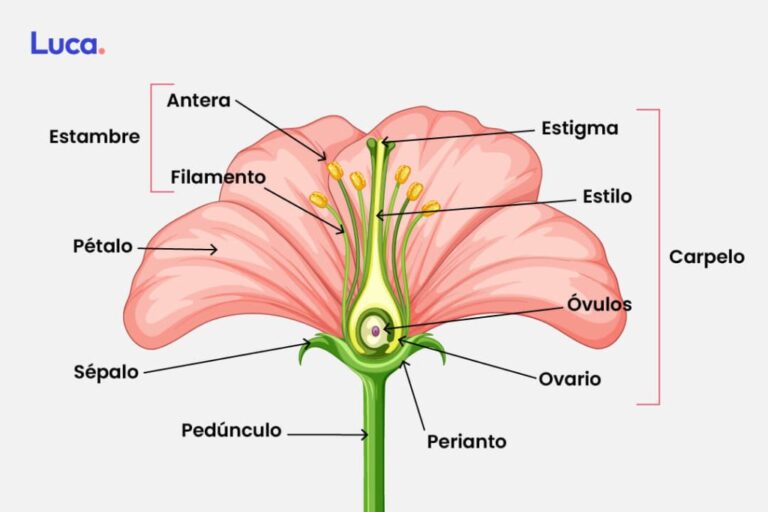 Una guía completa sobre la flor y sus partes esenciales para la ...